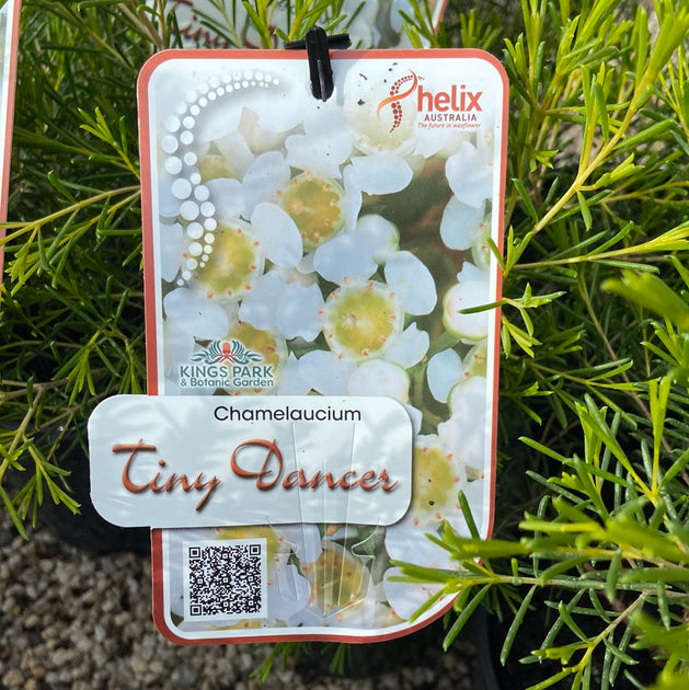 Chamelaucium Tiny Dancer - 140 mm – Great Ocean Road Nursery ABN 61 907 322 965