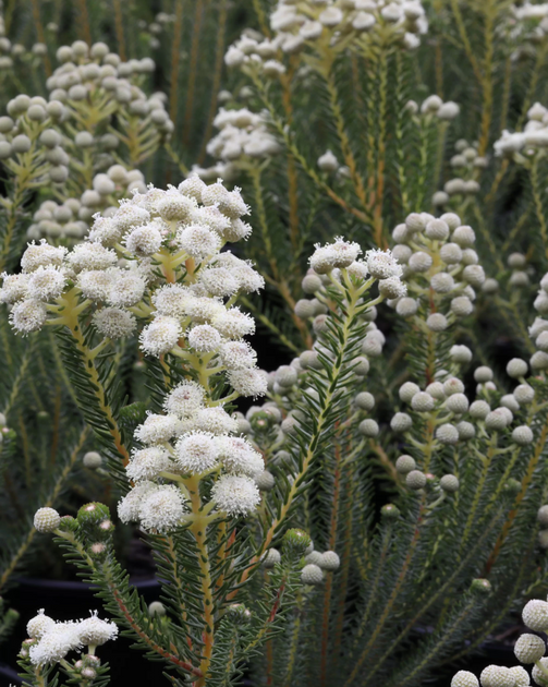 Berzelia lanuginosa 'Buttonbush Snow' 300mm – Great Ocean Road Nursery ABN 61 907 322 965