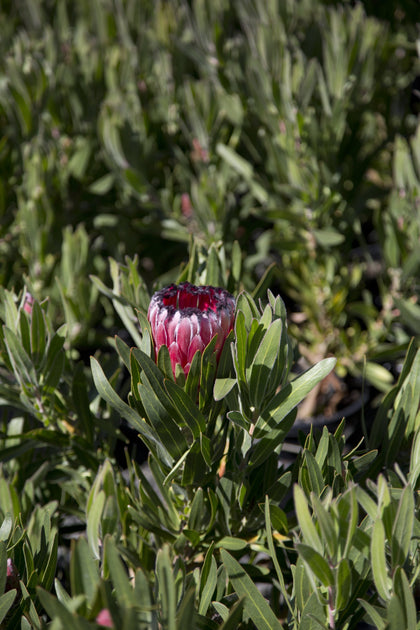 Protea Australis Ruby 200mm – Great Ocean Road Nursery ABN 61 907 322 965