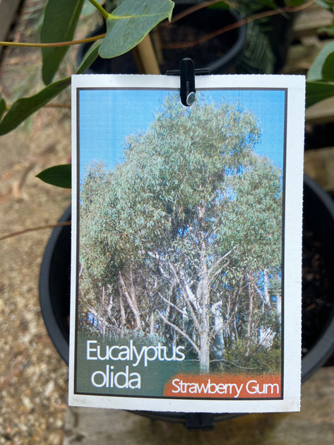 Eucalyptus Olida 'Strawberry Gum'250mm – Great Ocean Road Nursery ABN ...