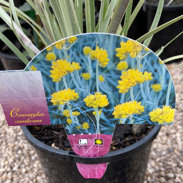 Conostylis Candicans 140mm – Great Ocean Road Nursery ABN 61 907 322 965