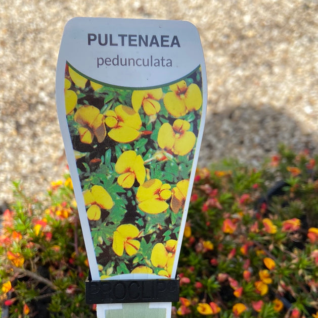 Pultenaea pedunculata 140mm – Great Ocean Road Nursery ABN 61 907 322 965