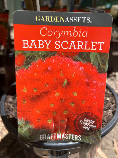 Corymbia ficifolia ‘Baby Scarlet’ Grafted Gum 200mm – Great Ocean Road ...