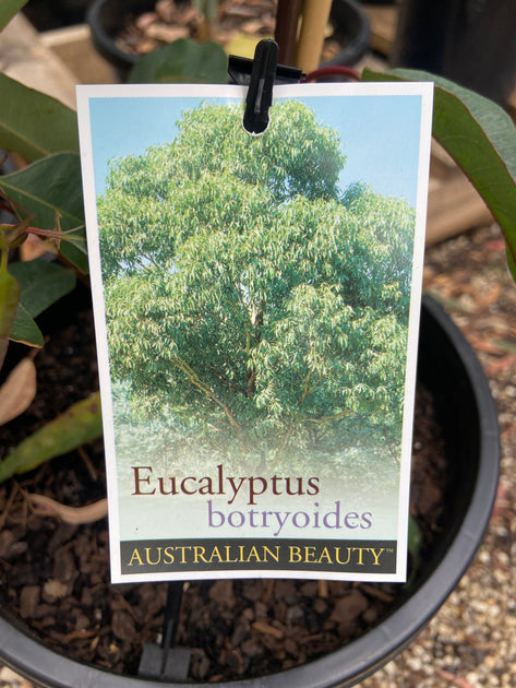 Eucalyptus botryoides 250mm – Great Ocean Road Nursery ABN 61 907 322 965