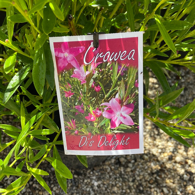 Crowea Di's Delight 200 mm – Great Ocean Road Nursery ABN 61 907 322 965