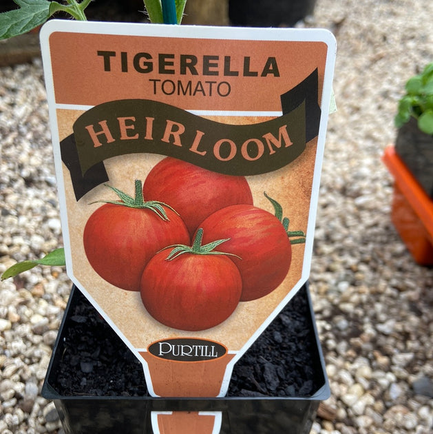 Tigerella tomato heirloom – Great Ocean Road Nursery ABN 61 907 322 965