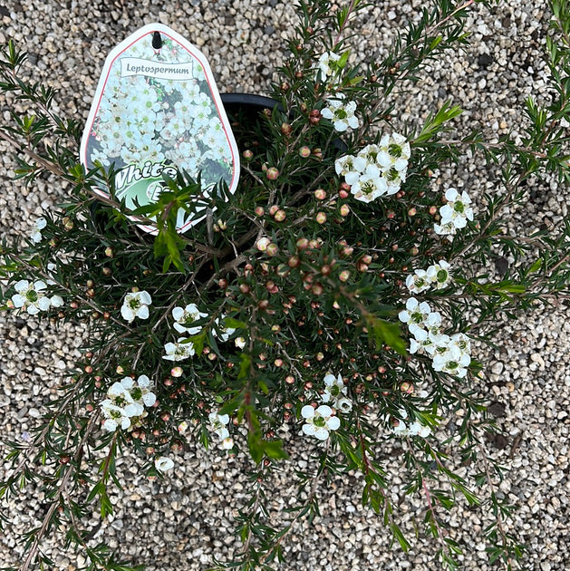 Leptospermum 'White Wave' 200mm – Great Ocean Road Nursery ABN 61 907 ...