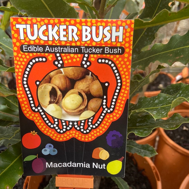 Macadamia Beaumont 175 mm – Great Ocean Road Nursery ABN 61 907 322 965