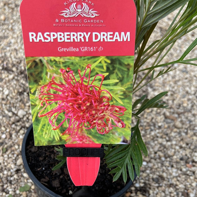Grevillea Raspberry Dreams - 140 mm – Great Ocean Road Nursery ABN 61 ...