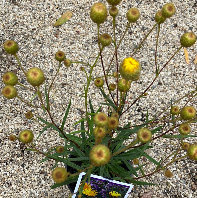 Podolepis rugata 140 mm – Great Ocean Road Nursery ABN 61 907 322 965
