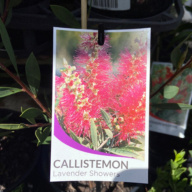 Callistemon Lavender Showers - 140 mm – Great Ocean Road Nursery ABN 61 ...