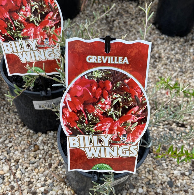 Grevillea Billy Wings - 140 mm – Great Ocean Road Nursery ABN 61 907 ...