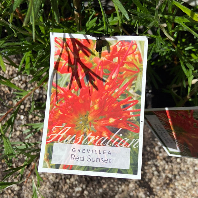 Grevillea Red Sunset - 140 mm – Great Ocean Road Nursery ABN 61 907 322 965
