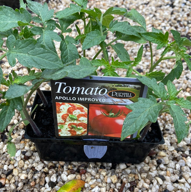 Tomato Apollo improved punnet – Great Ocean Road Nursery ABN 61 907 322 965
