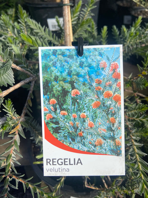 Regelia velutina 200mm – Great Ocean Road Nursery ABN 61 907 322 965