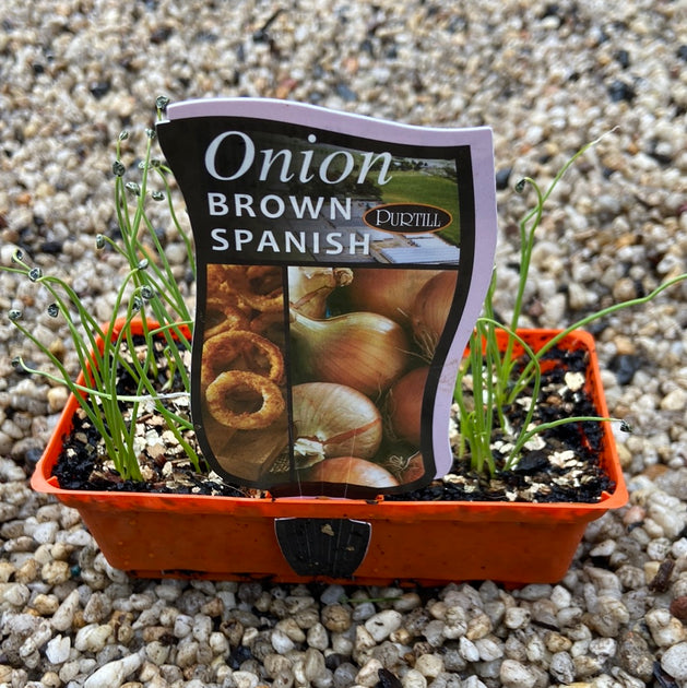 Brown Spanish onion punnet – Great Ocean Road Nursery ABN 61 907 322 965