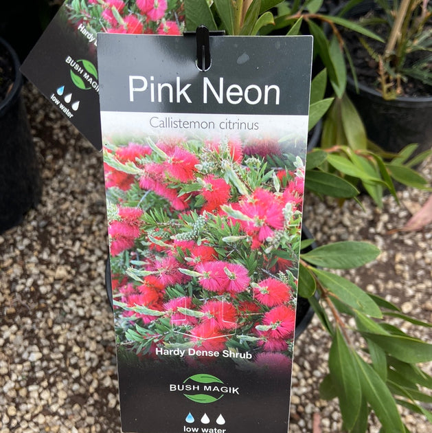 Callistemon Neon Pink - 140 mm – Great Ocean Road Nursery ABN 61 907 ...
