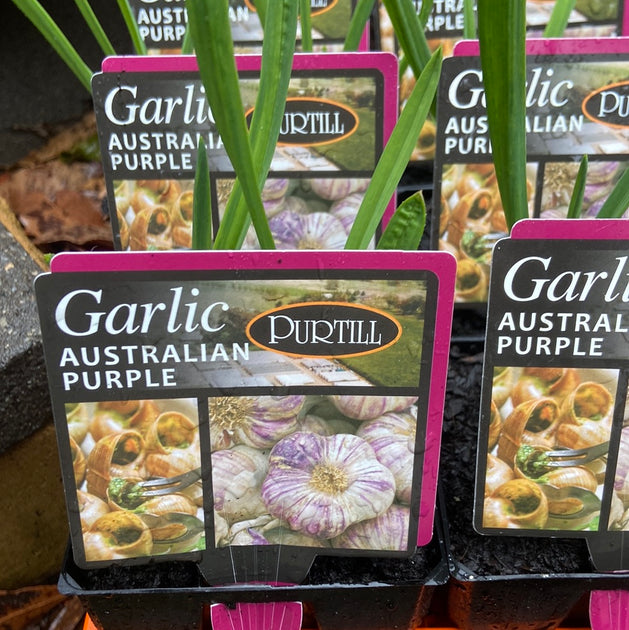 Garlic Australian purple maxi – Great Ocean Road Nursery ABN 61 907 322 965