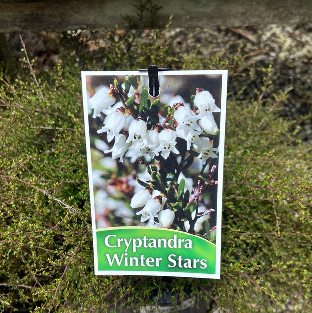 Cryptandra amara - 200 mm – Great Ocean Road Nursery ABN 61 907 322 965