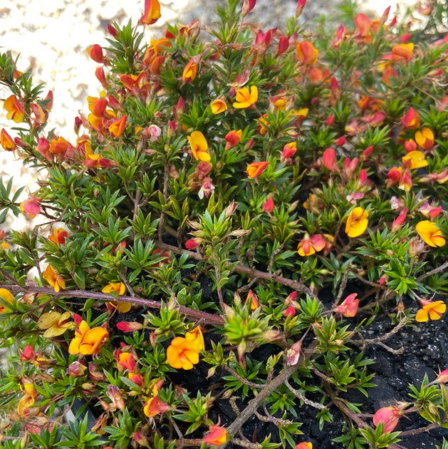 Pultenaea pedunculata 140mm – Great Ocean Road Nursery ABN 61 907 322 965