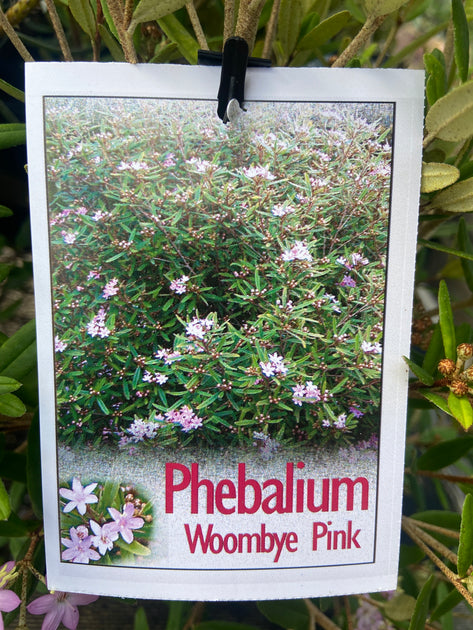 Phebalium Woombye 'Pink Form' 140mm – Great Ocean Road Nursery ABN 61 ...