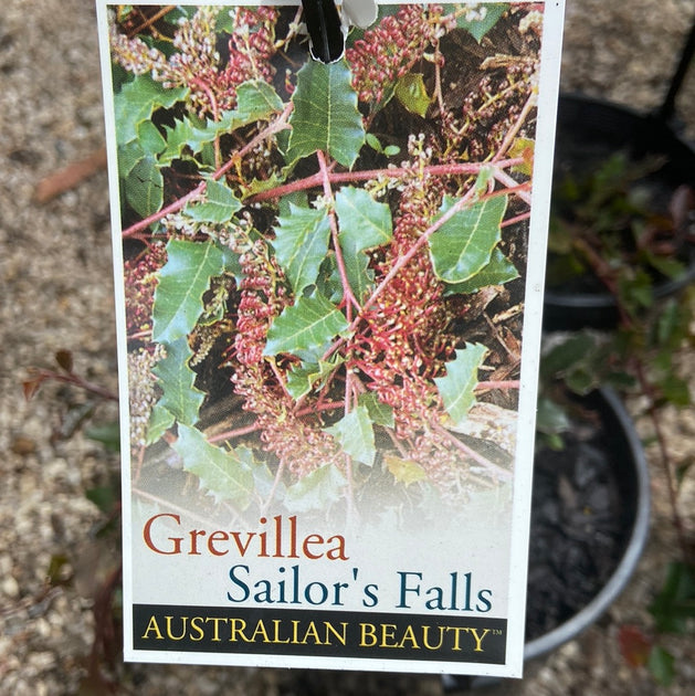 Grevillea repens 140 mm – Great Ocean Road Nursery ABN 61 907 322 965