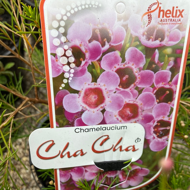 Chamelaucium cha cha 140mm – Great Ocean Road Nursery ABN 61 907 322 965