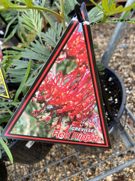 Grevillea Red Ripper Grafted 200mm – Great Ocean Road Nursery ABN 61 ...