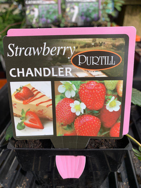 Strawberry Chandler - Purtill maxi – Great Ocean Road Nursery ABN 61 ...
