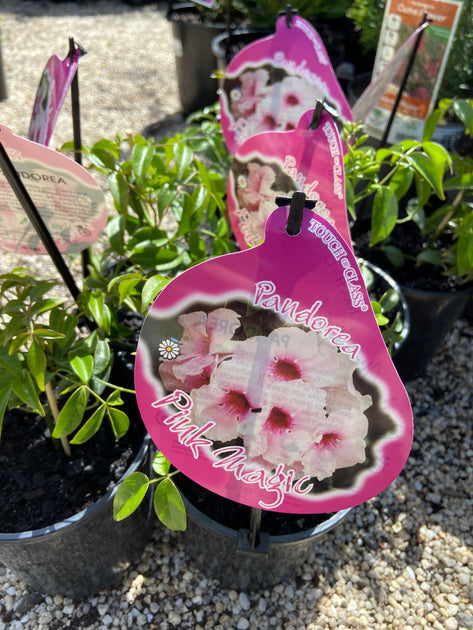 Pandorea Pink magic 140mm – Great Ocean Road Nursery ABN 61 907 322 965