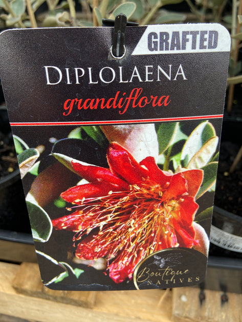 Diplolaena grandiflora Grafted 140mm – Great Ocean Road Nursery ABN 61 ...