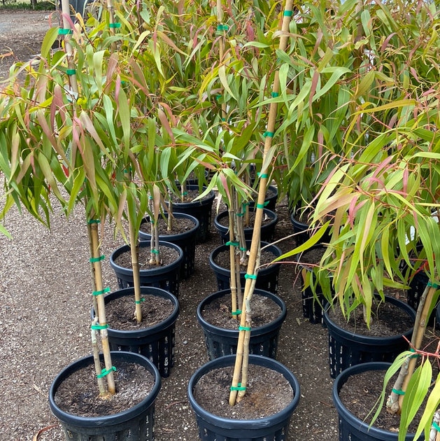 Corymbia citriodora 'Baby Citro' 330mm (Dwarf lemon scented gum ...