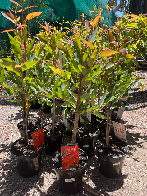 Corymbia ficifolia ‘Mini Red’ Grafted Gum 200mm – Great Ocean Road ...