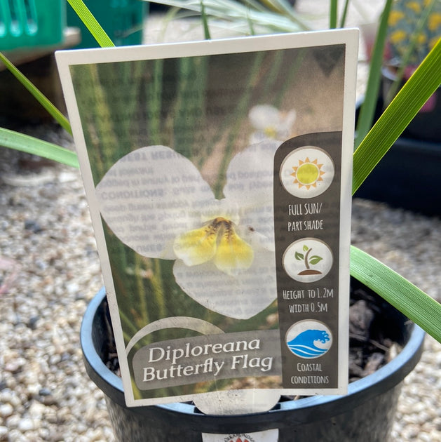 Diplarrena moraea Butterfly Flag 140mm – Great Ocean Road Nursery ABN ...