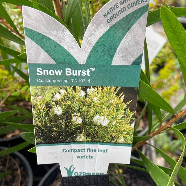 Callistemon (CNU07) Snow Burst™ - 140 mm – Great Ocean Road Nursery ABN ...