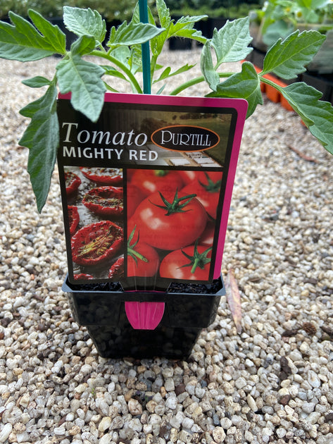 Tomato mighty red maxi – Great Ocean Road Nursery ABN 61 907 322 965