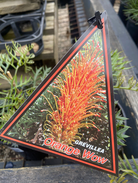Grevillea Orange Wow 140mm – Great Ocean Road Nursery ABN 61 907 322 965