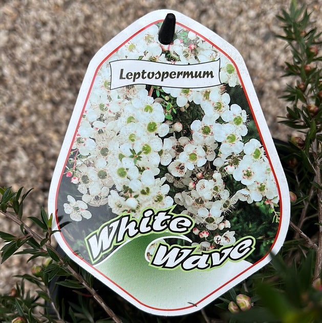 Leptospermum 'White Wave' 200mm – Great Ocean Road Nursery ABN 61 907 ...