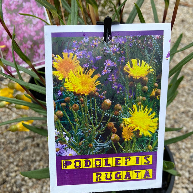 Podolepis rugata 140 mm – Great Ocean Road Nursery ABN 61 907 322 965