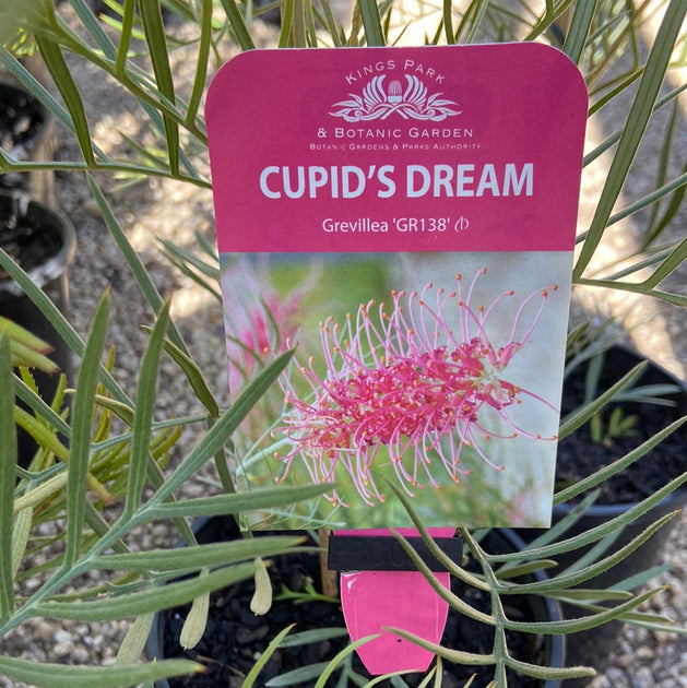 Grevillea Cupids Dream - 140 mm – Great Ocean Road Nursery ABN 61 907 ...