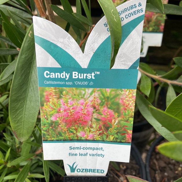 Callistemon Candy Burst 140mm – Great Ocean Road Nursery ABN 61 907 322 965