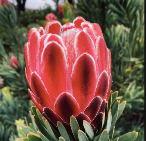 Protea 'Venus PBR' 140mm – Great Ocean Road Nursery ABN 61 907 322 965