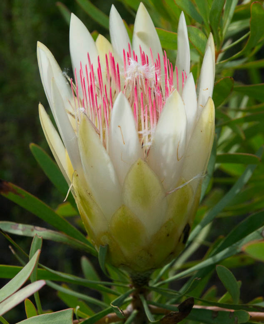 Protea Honeyglow 140mm – Great Ocean Road Nursery ABN 61 907 322 965