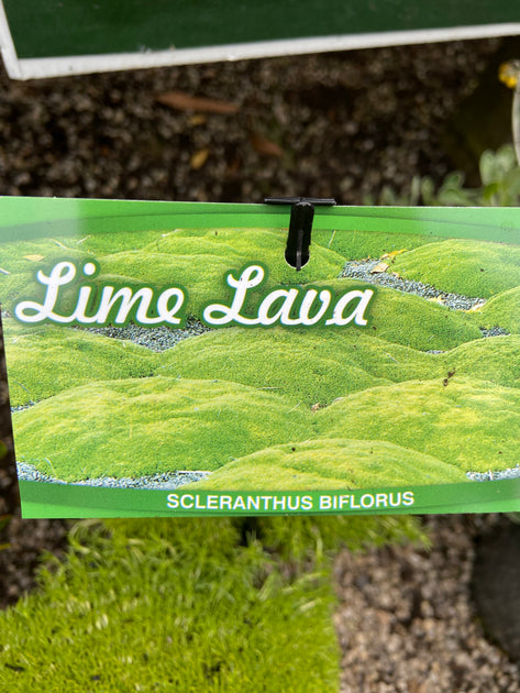 Scleranthus Biflorus 'Lime Lava' 140mm – Great Ocean Road Nursery ABN ...