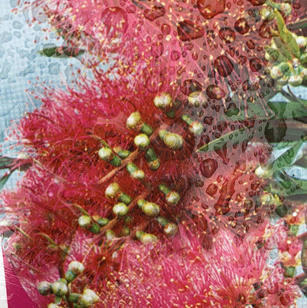 Callistemon Perth Pink 330mm – Great Ocean Road Nursery ABN 61 907 322 965