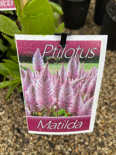 Ptilotus Matilda 140mm – Great Ocean Road Nursery ABN 61 907 322 965