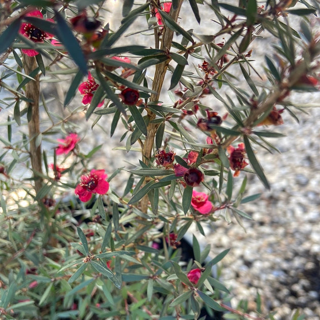 Leptospermum Nanum Rubrum 200mm – Great Ocean Road Nursery ABN 61 907 ...