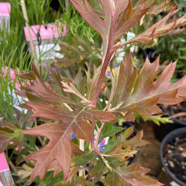 Grevillea Copper Rocket 200mm – Great Ocean Road Nursery ABN 61 907 322 965