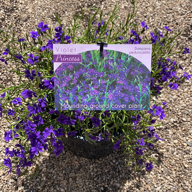 Dampiera linearis Violet Princess 140mm – Great Ocean Road Nursery ABN ...