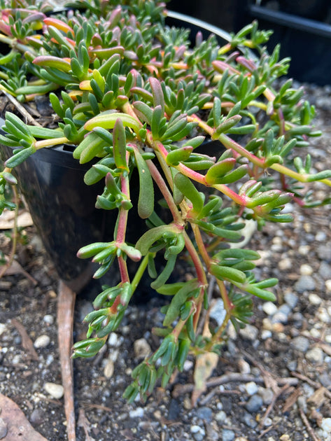 Disphyma crassifolium 140mm – Great Ocean Road Nursery ABN 61 907 322 965